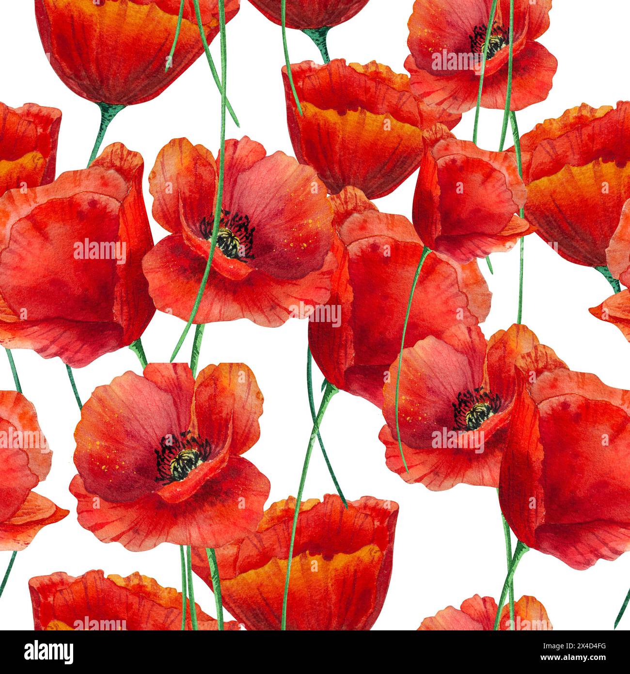 Wildflowers, poppy, seamless, pattern, watercolor, hand painted ...