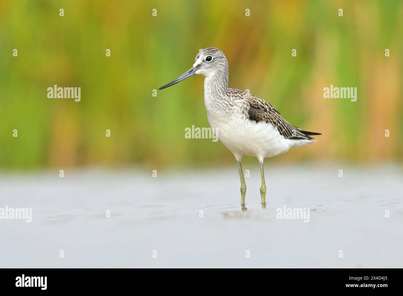 Common greenshank Trnga nebularia bird rain water in pond wetland ...