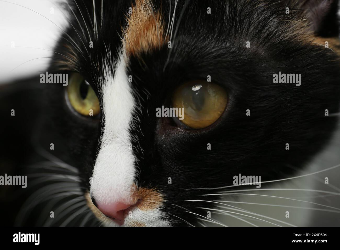 Cute cat with corneal opacity in eye on blurred background, closeup ...