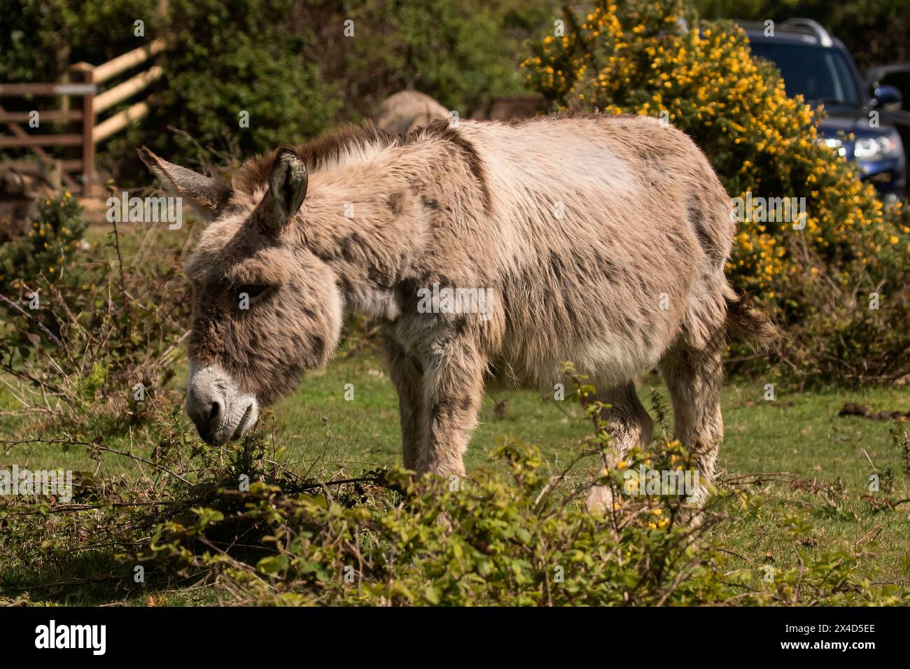 New Forest donkeys 2nd May 2024 taken at Pitmore Lane, Sway, near the ...