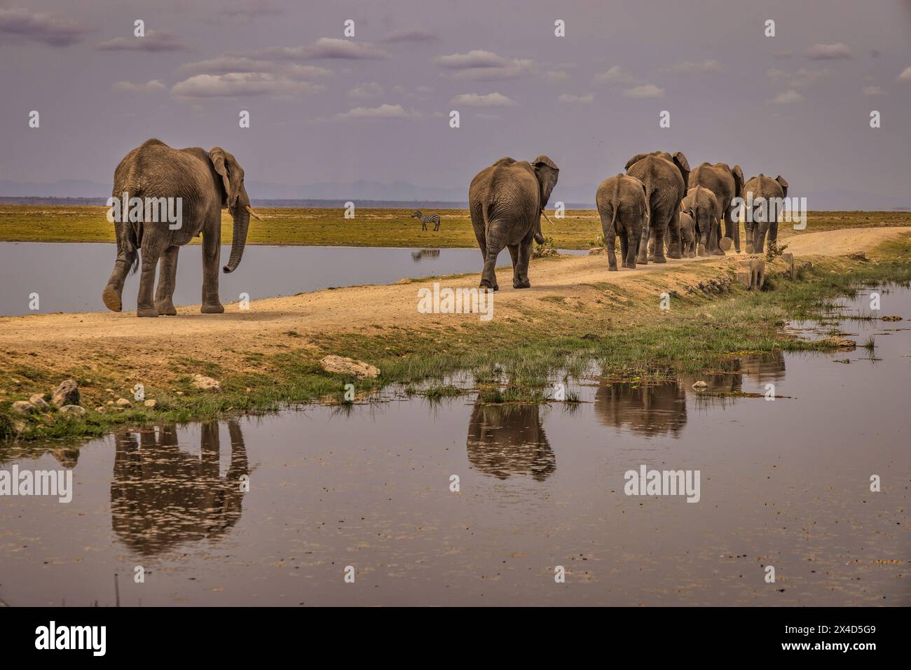 Train elephant hi-res stock photography and images - Alamy