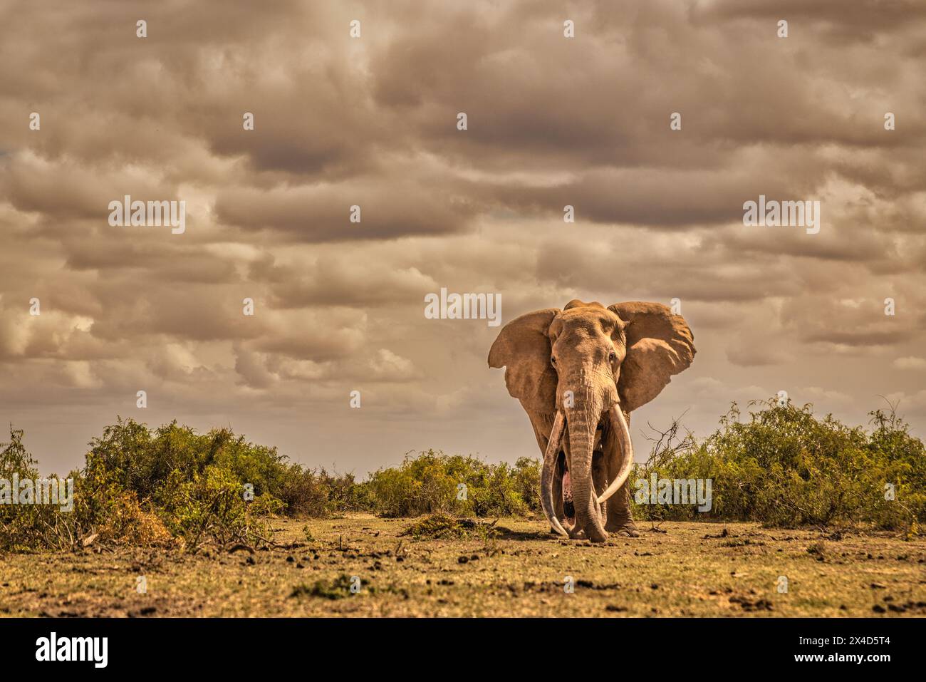 Craig the Elephant, largest Amboseli elephant, Amboseli National Park ...