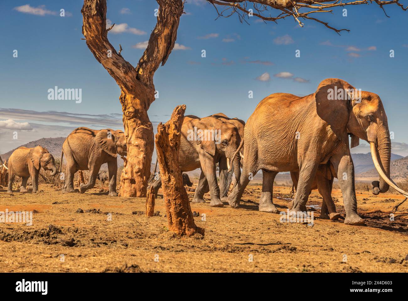 Red Elephant train, Tsavo West National Park, Africa Stock Photo - Alamy