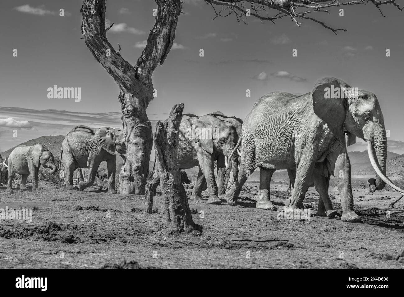 Red Elephant train, Tsavo West National Park, Africa Stock Photo - Alamy