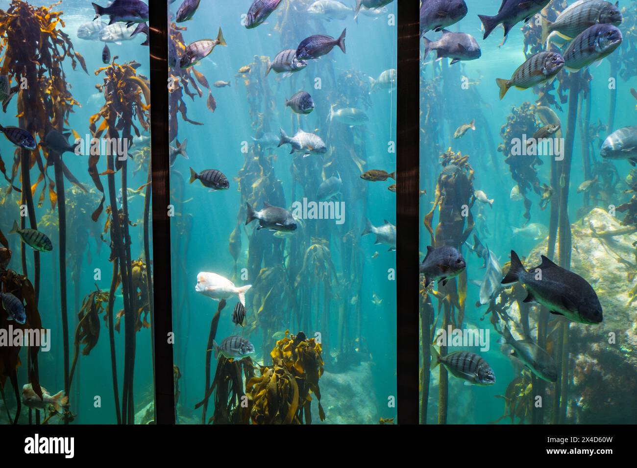 Beautifully coloured tropical fish in a big aquarium Stock Photo - Alamy