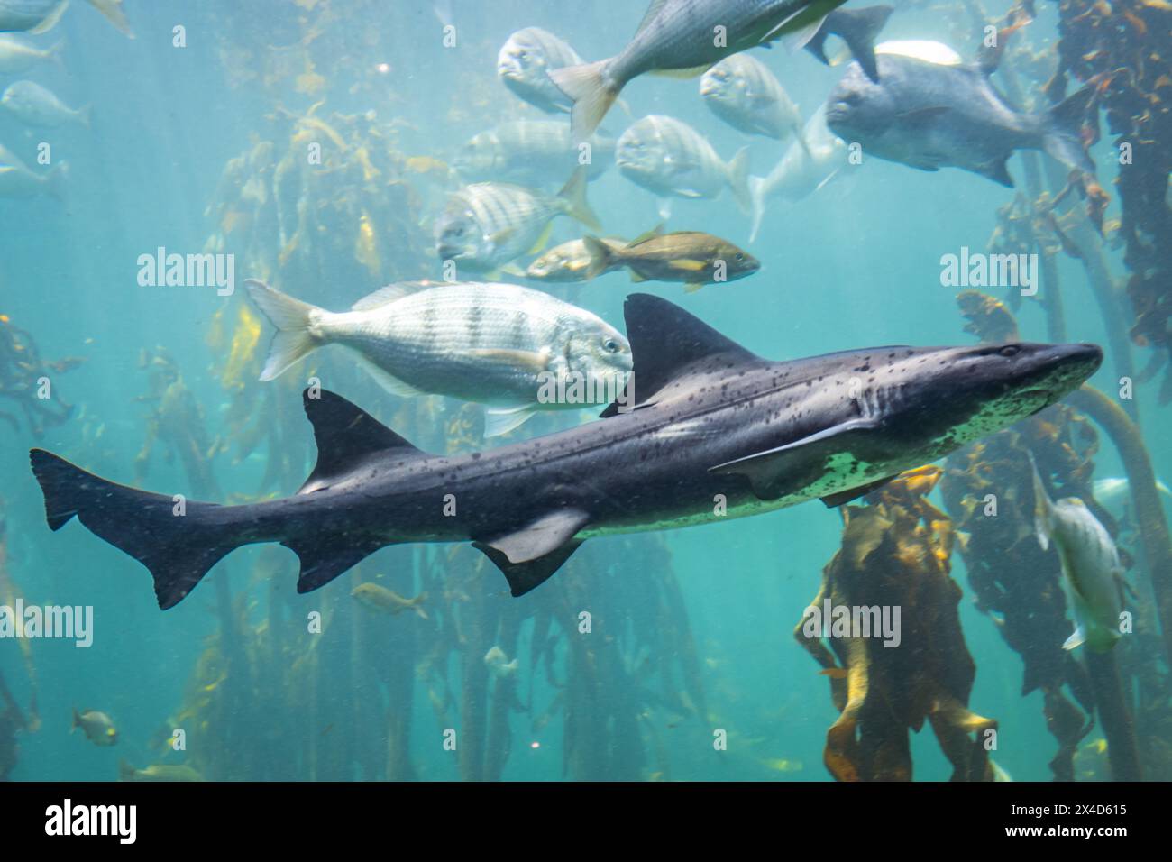 Spotted gully shark hi-res stock photography and images - Alamy