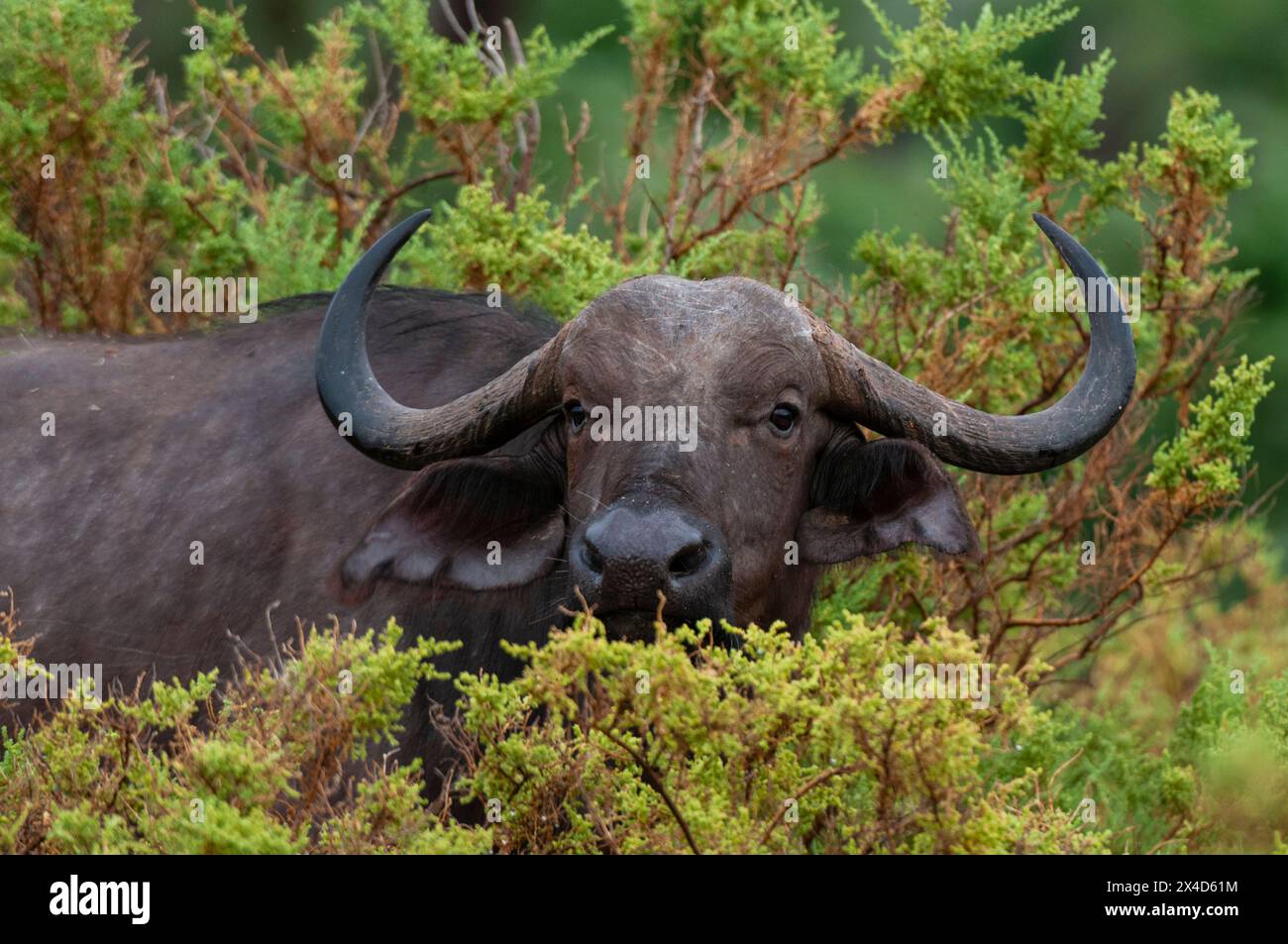 A Cape or African buffalo, Syncerus caffer, hiding in the bush. Samburu ...