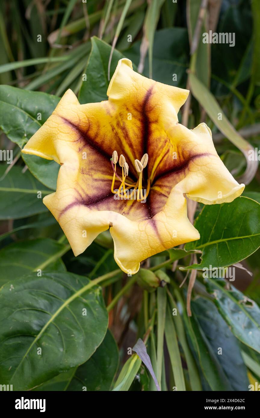 Cup of gold vine hi-res stock photography and images - Alamy