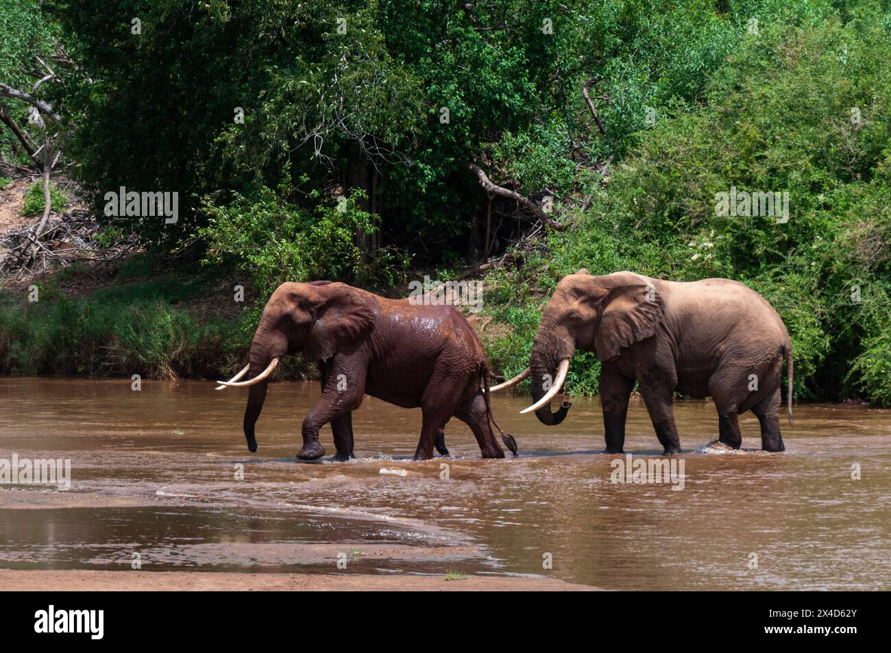 Two African elephants, Loxodonta Africana, crossing the Galana River ...