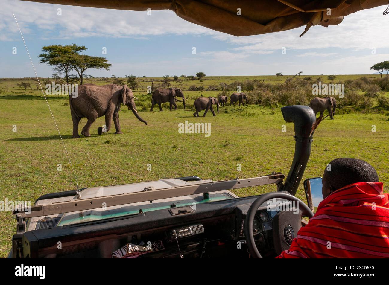 Masai safari guide kenya hi-res stock photography and images - Alamy