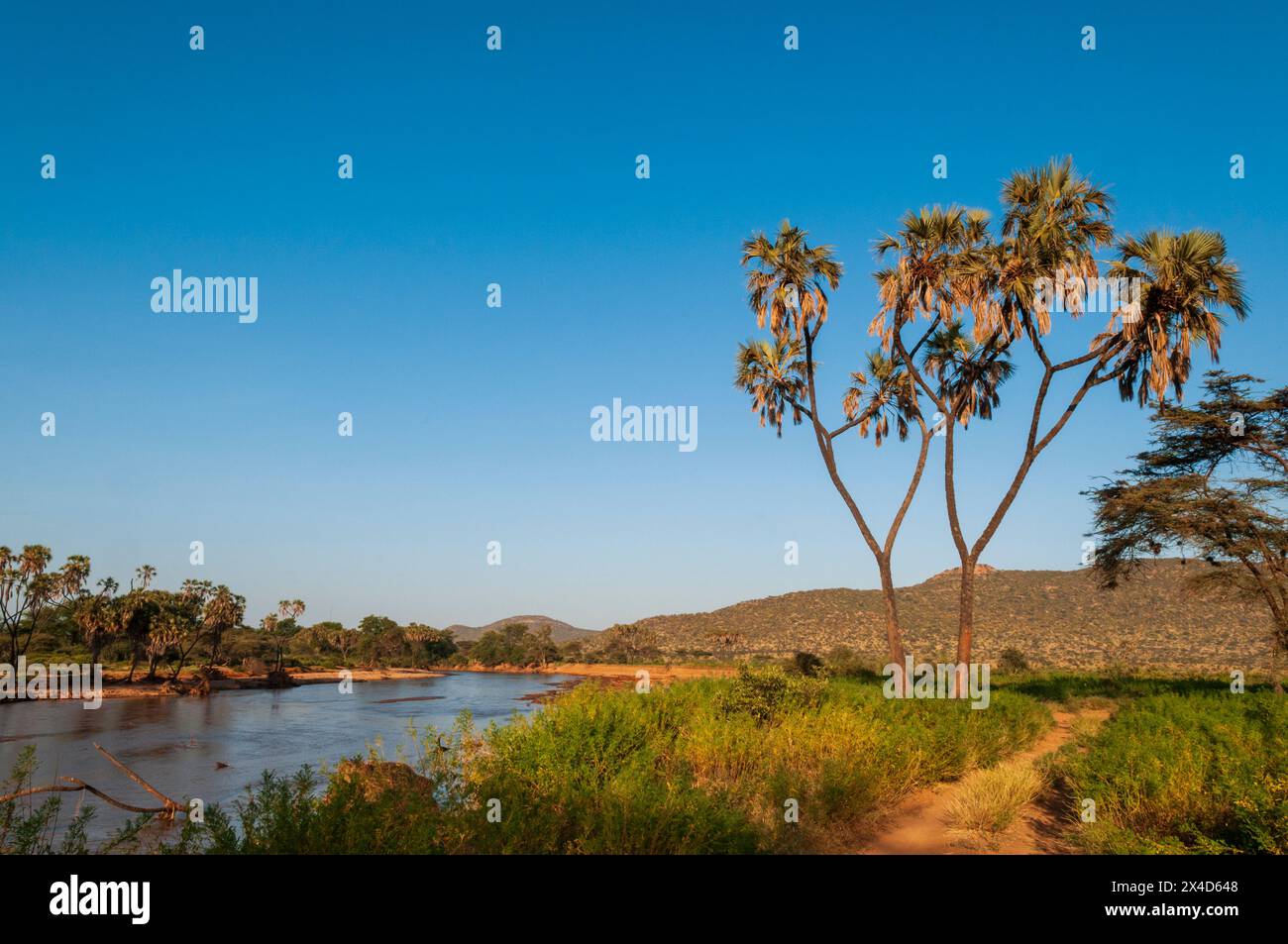 Doum palm trees, Hyphaene coriacea, along the Samburu River banks ...