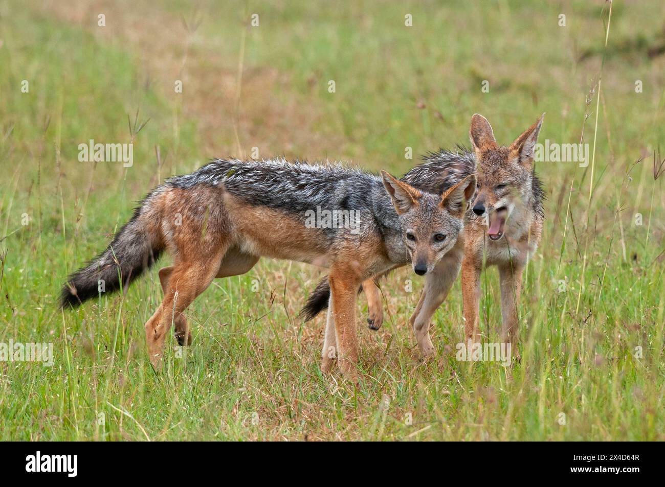 A portrait of two black-backed jackals, Canis mesomelas. Masai Mara ...