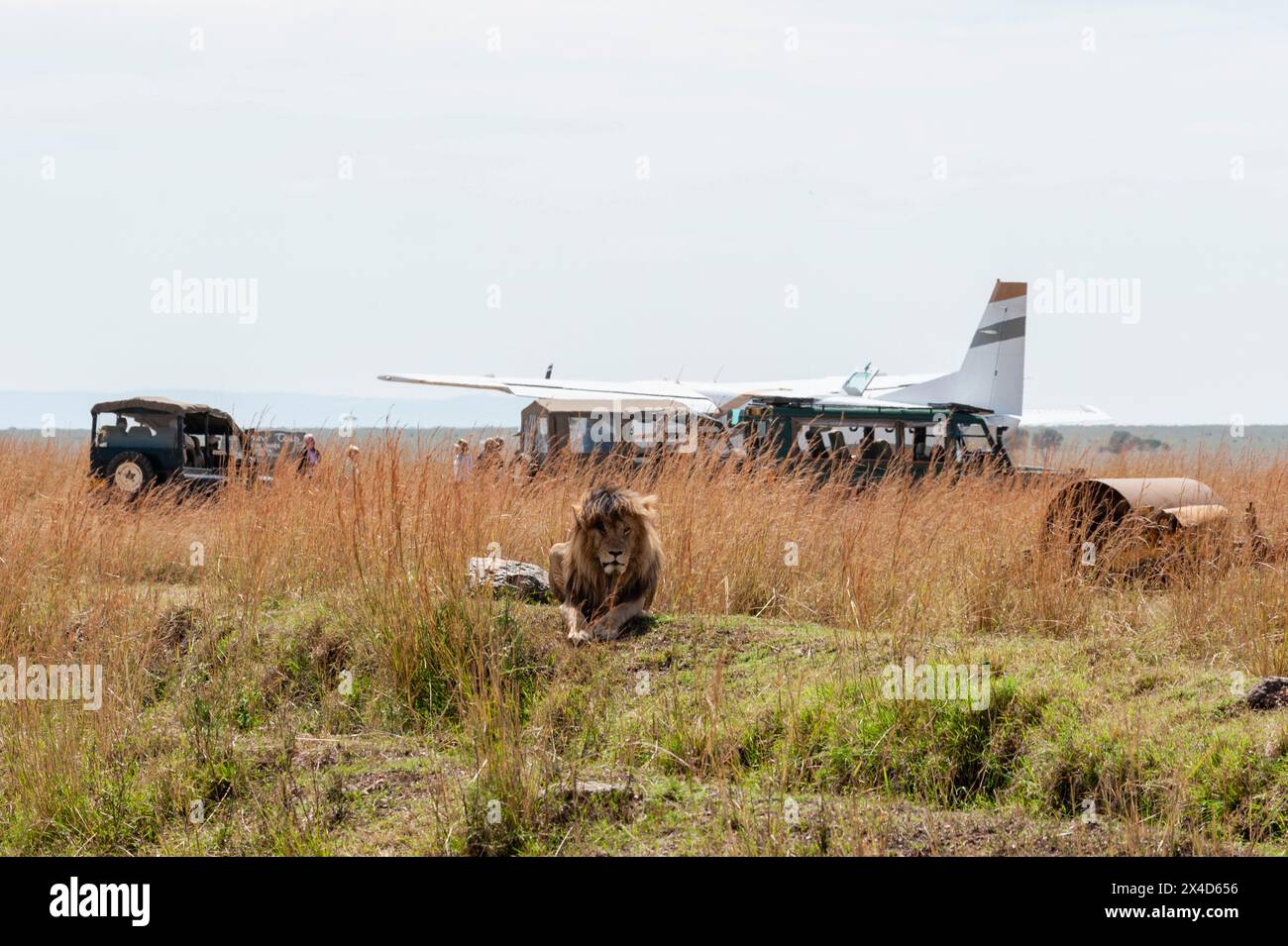 A lion, Panthera leo, known in the Masai Mara as Scarface, sits in tall ...