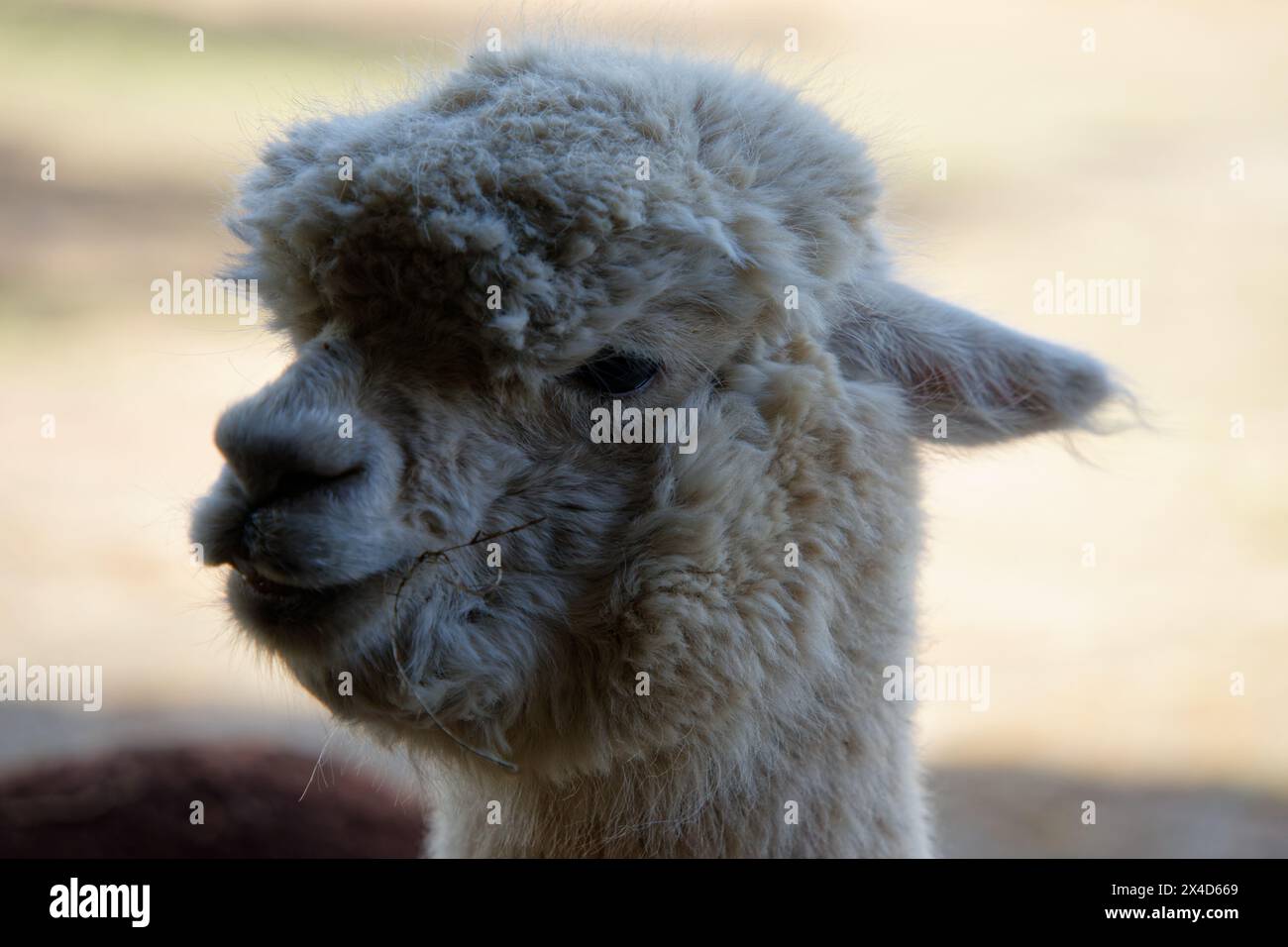 close up of alpaca with natural background. Species of South American ...
