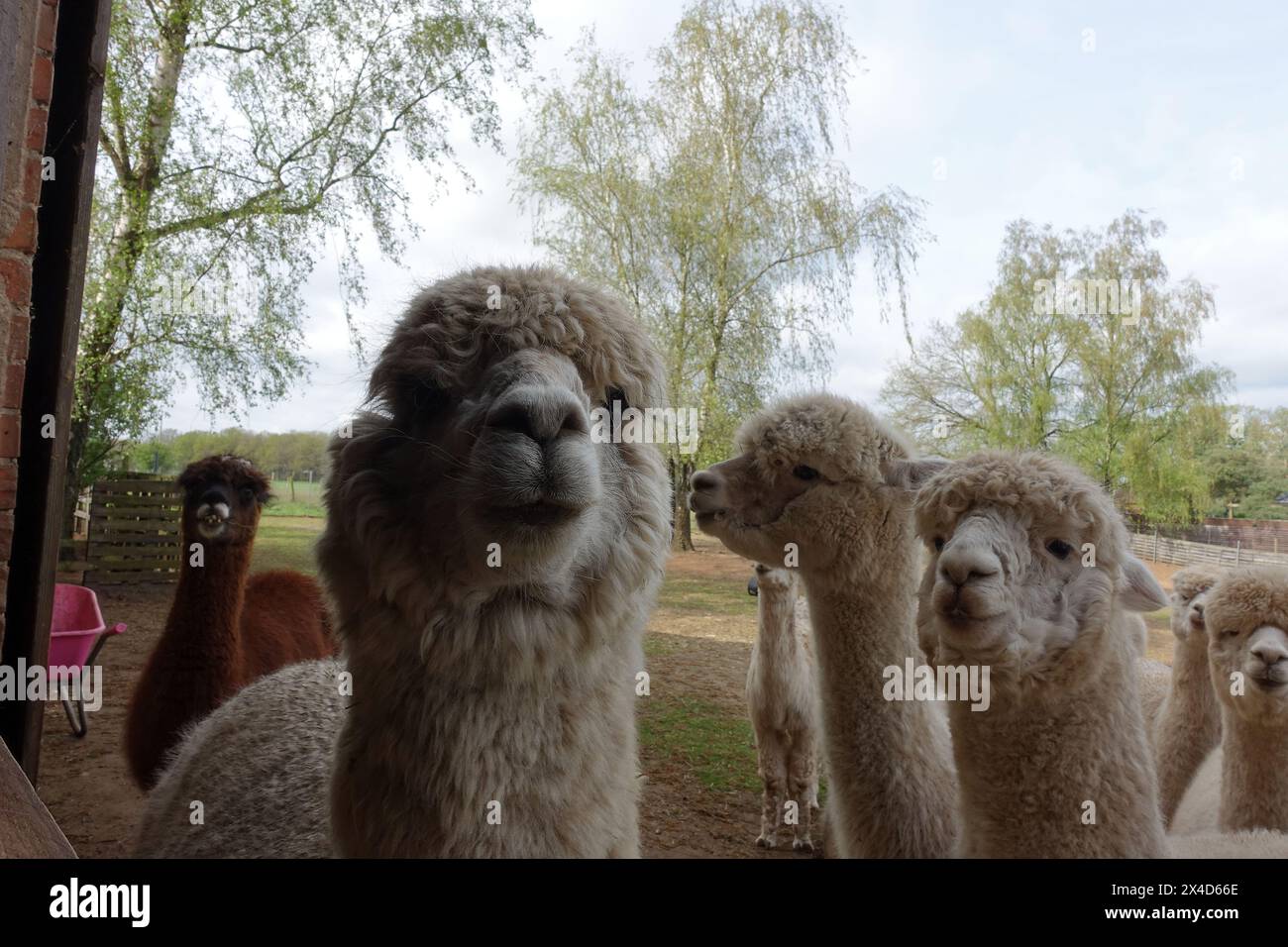 close up of alpaca with natural background. Species of South American ...
