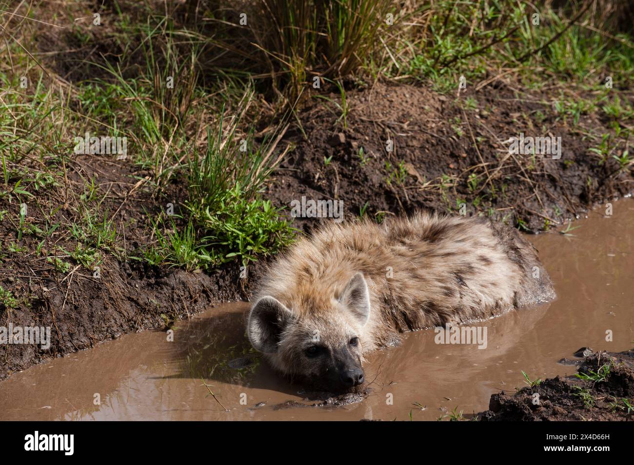 A spotted hyena, Crocuta Crocuta, cooling off in a puddle. Masai Mara ...