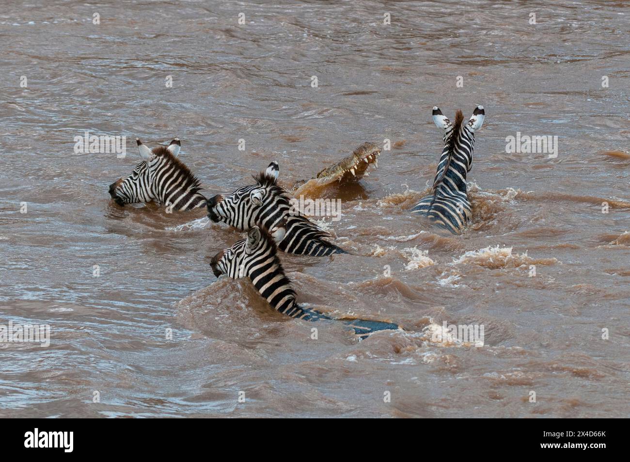 A Nile crocodile, Crocodylus niloticus, attacking a plains zebra, Equus ...