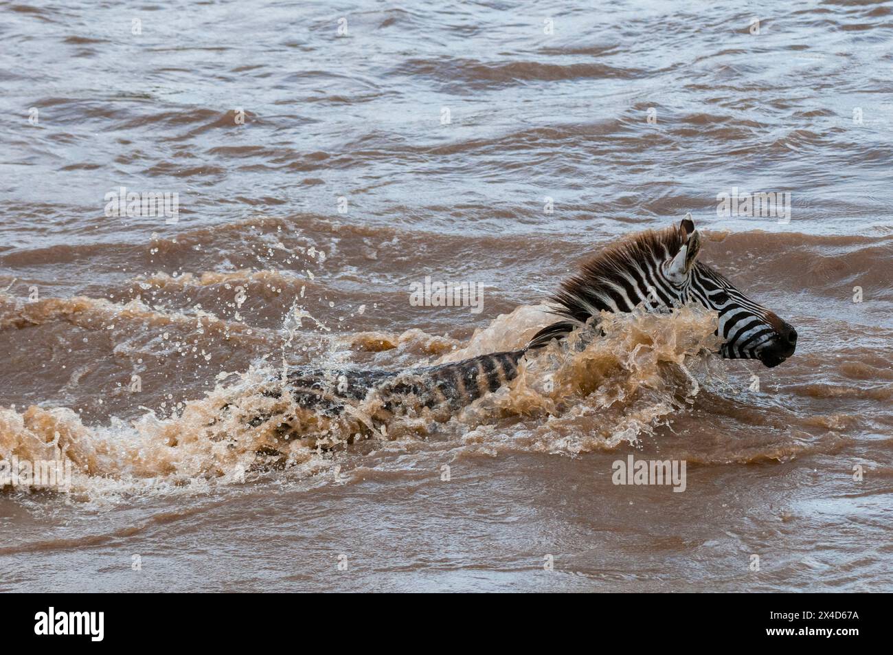 A plains zebra, Equus quagga, crossing the Mara River during migration ...