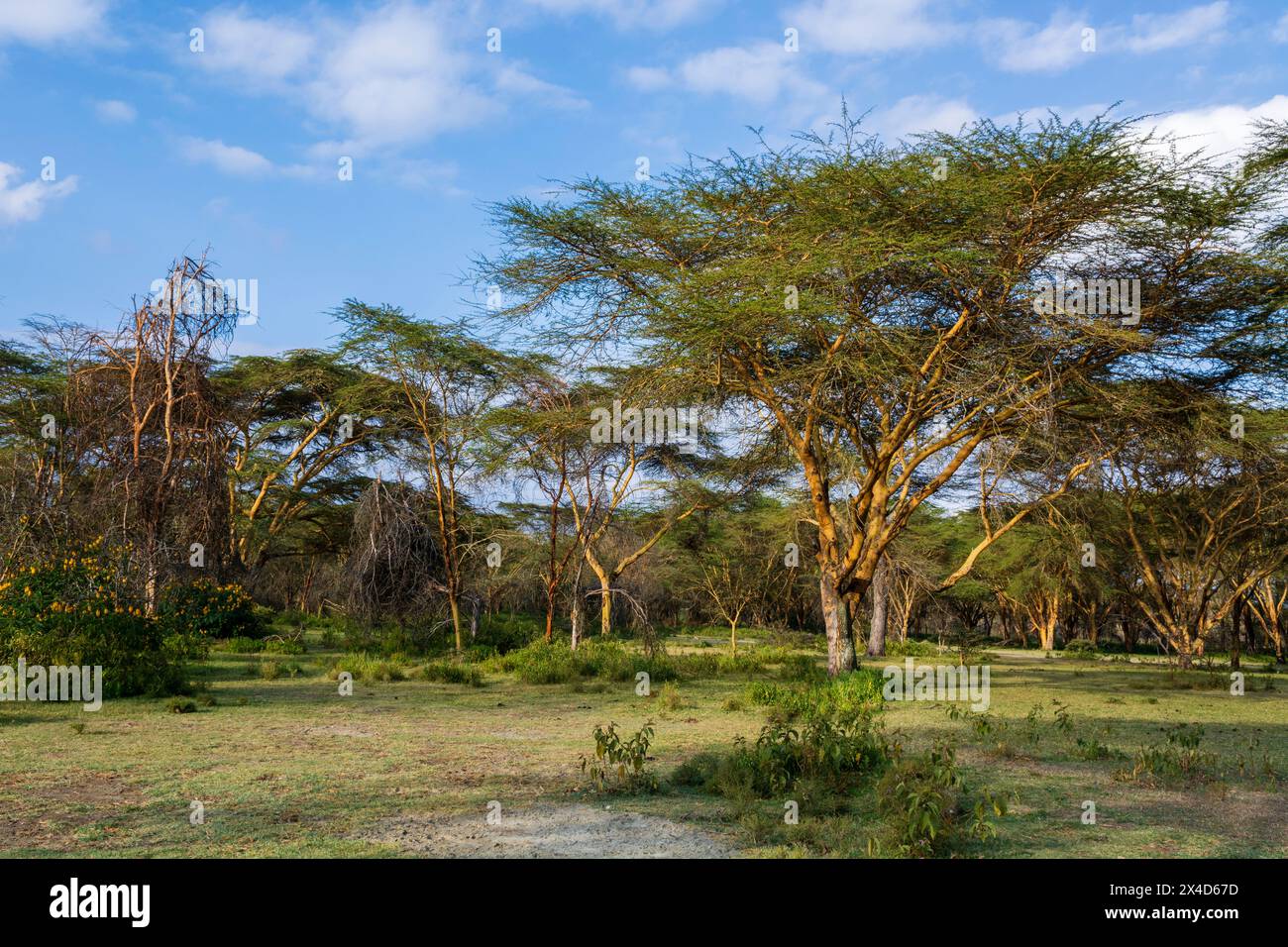 Acacia trees forest Stock Photo - Alamy