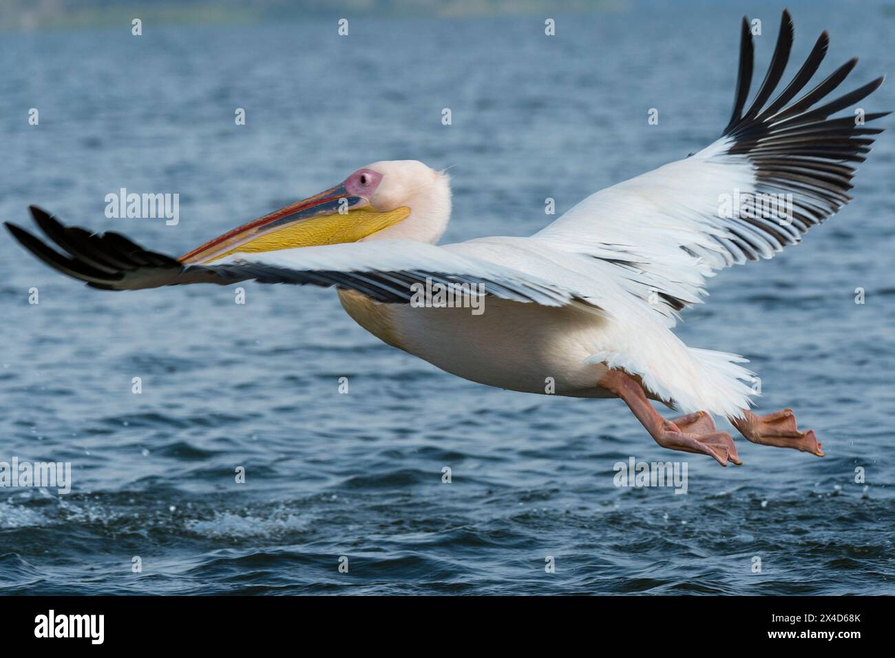 A Great white pelican, Pelecanus onocrotalus, take off from a lake ...