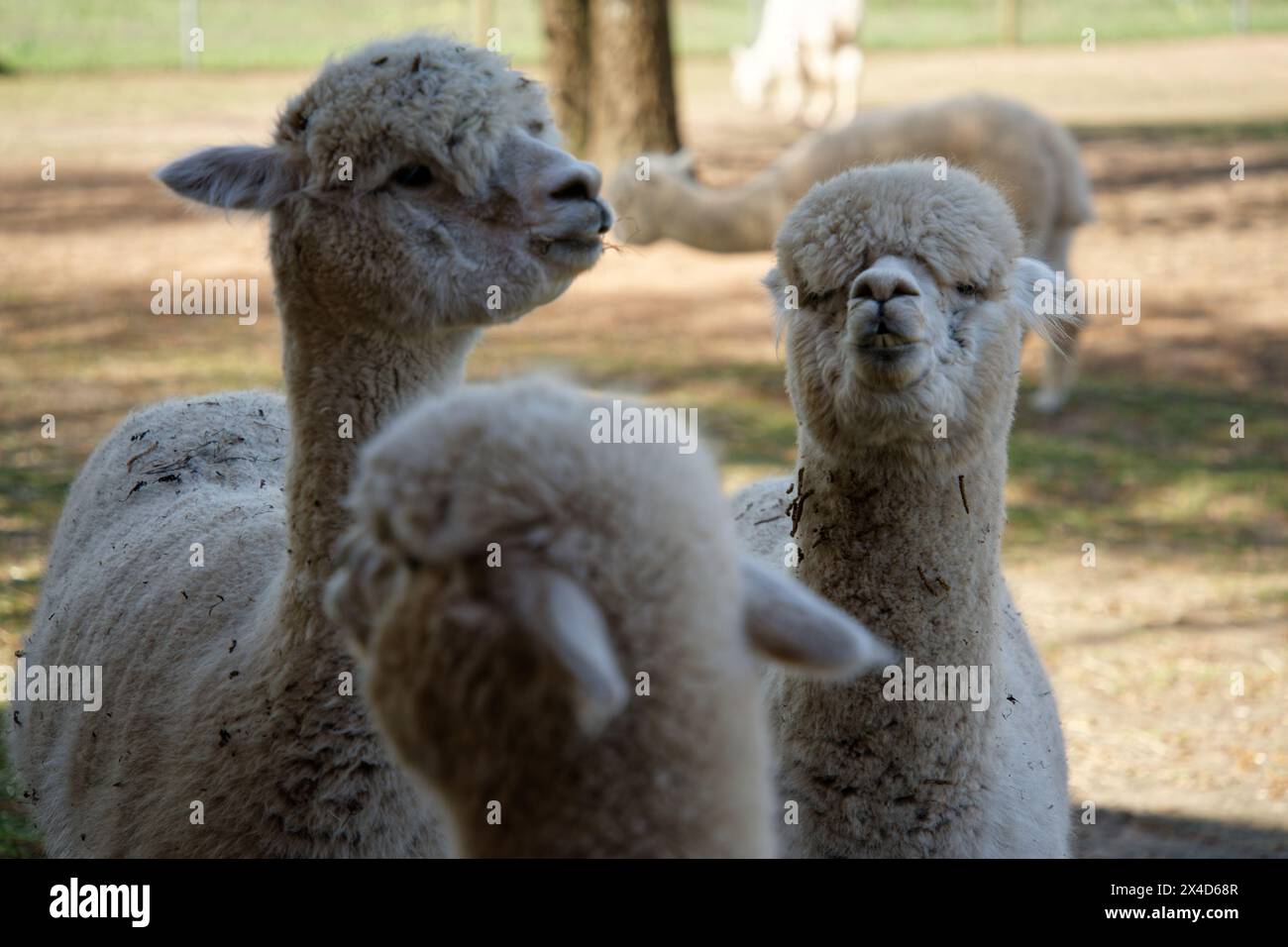 close up of alpaca with natural background. Species of South American ...