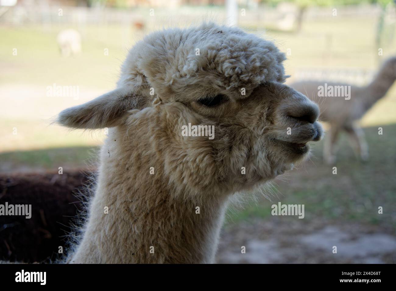 close up of alpaca with natural background. Species of South American ...