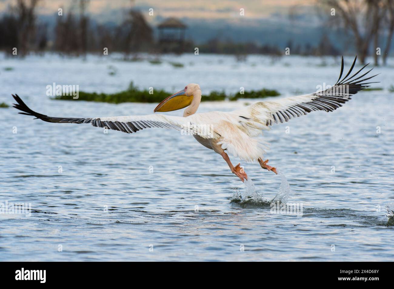 A Great white pelican, Pelecanus onocrotalus, take off from a lake ...