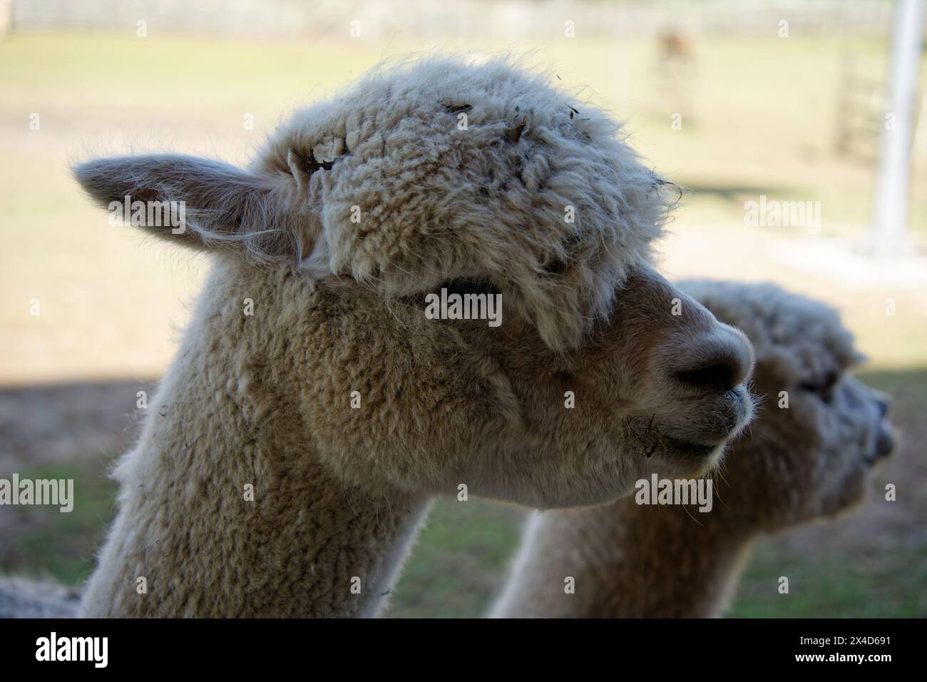 close up of alpaca with natural background. Species of South American ...