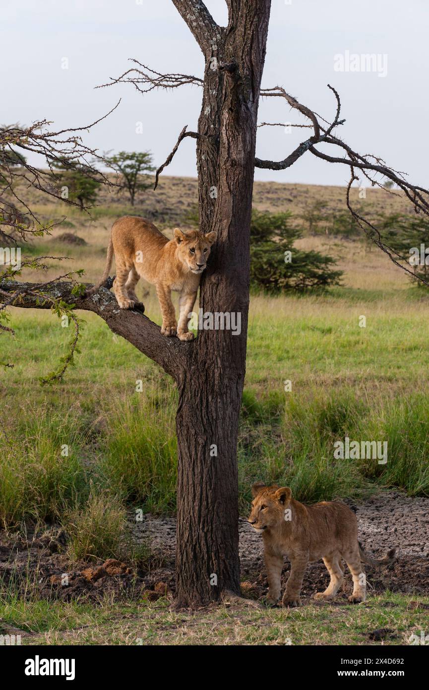 Two lion cubs, Panthera leo, one climbing on a tree, the other standing. Masai Mara National ...