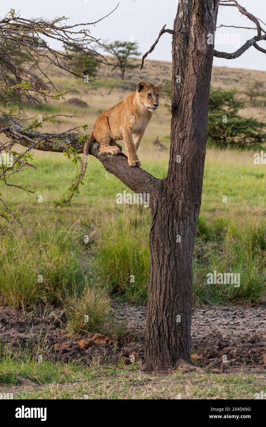 A lion cub, Panthera leo, sitting on a tree branch Stock Photo - Alamy