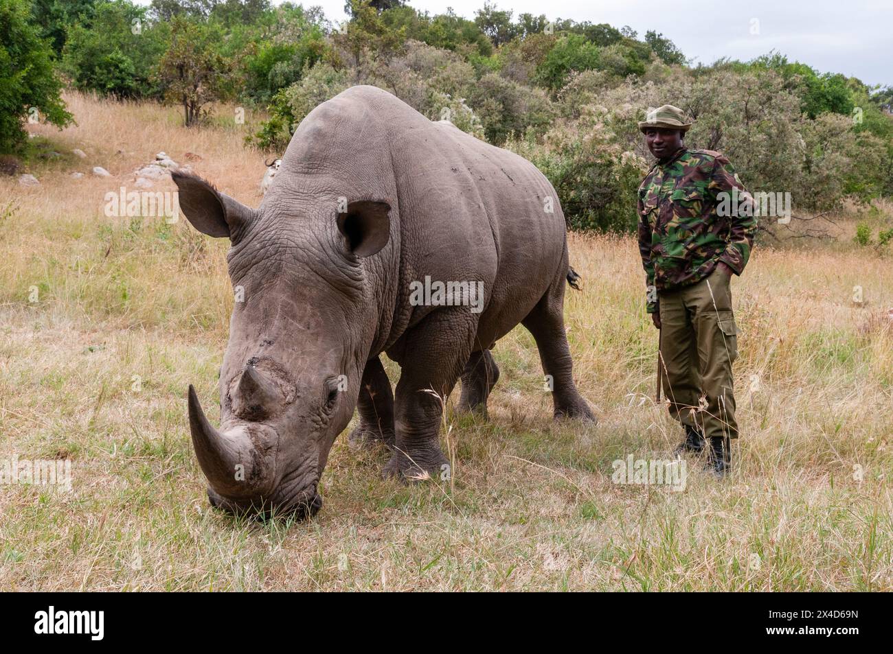 A man with White rhinoceros, Ceratotherium simum, in Masai Mara Rhino ...