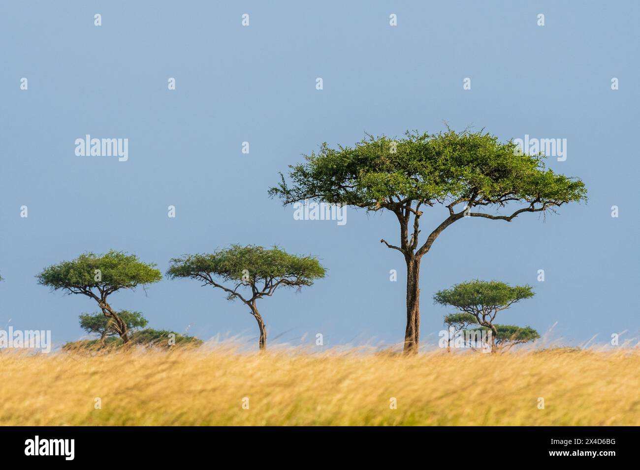 Dotted trees hi-res stock photography and images - Alamy