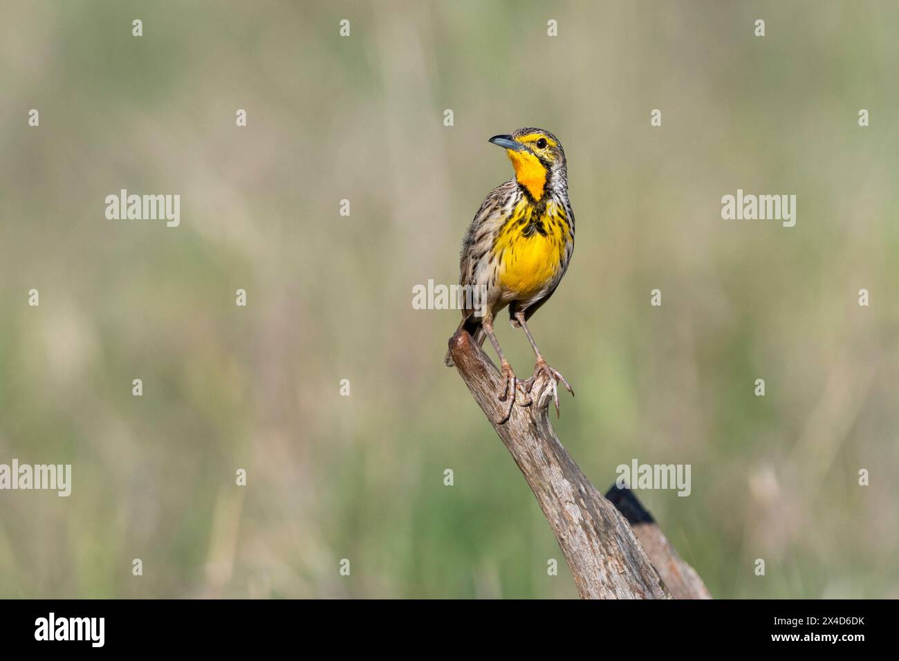 A male Pangani longclaw, Macronyx aurantiigula, perches on a branch ...
