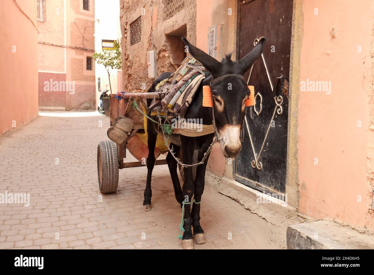 Working donkey hi-res stock photography and images - Alamy