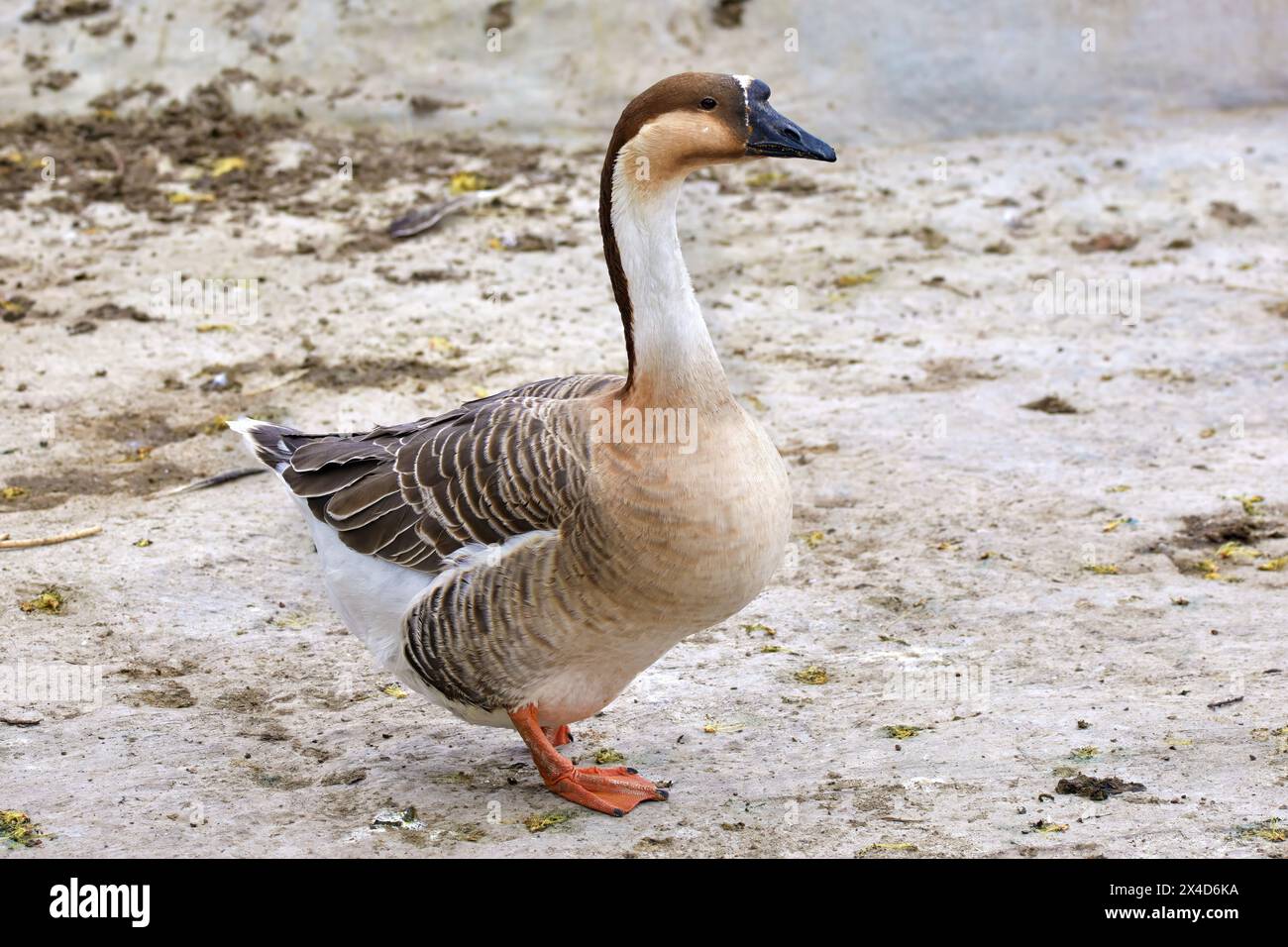 Image of a domestic feathered bird goose walking in the yard Stock ...