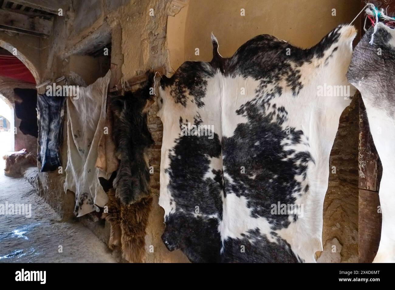 Hanging cow hi-res stock photography and images - Alamy