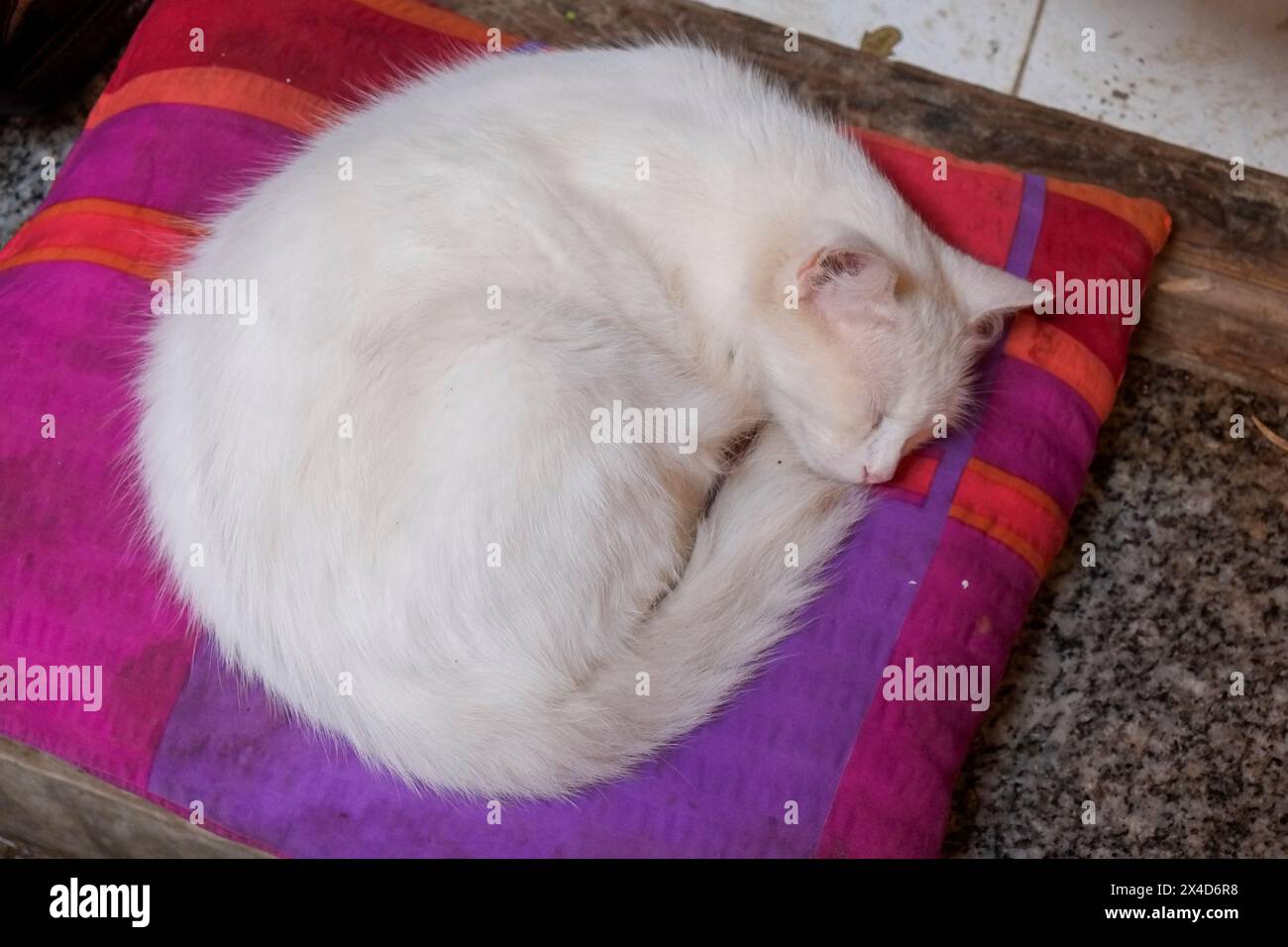 Fes, Morocco. Sleeping white feral cat in the medina Stock Photo - Alamy