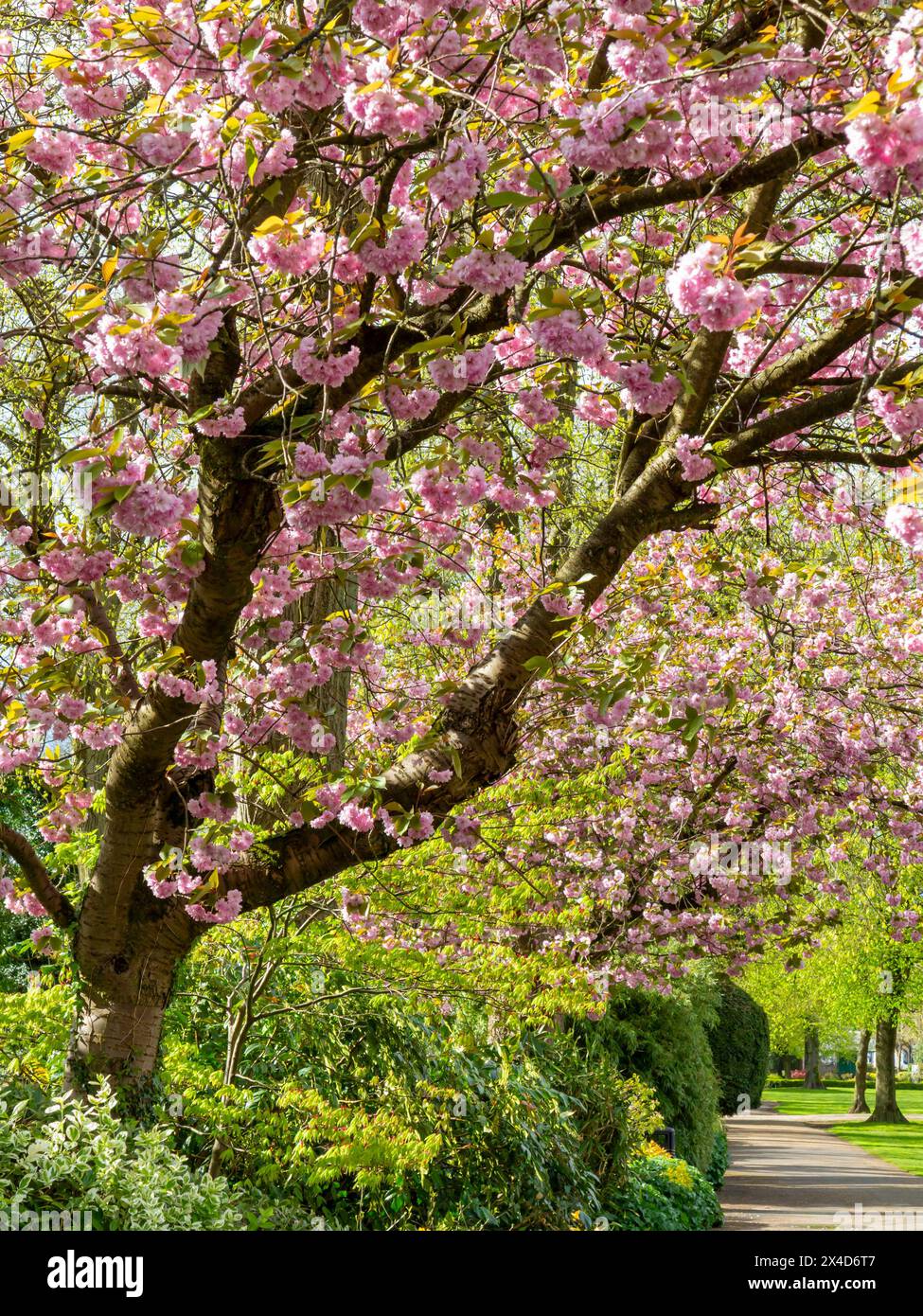 Pink blossom on cherry trees in spring in Hall Leys Park Matlock ...