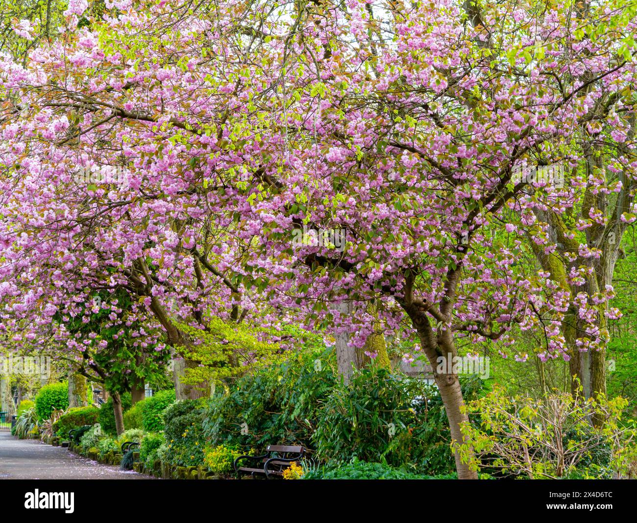 Pink blossom on cherry trees in spring in Hall Leys Park Matlock Derbyshire England UK Stock ...
