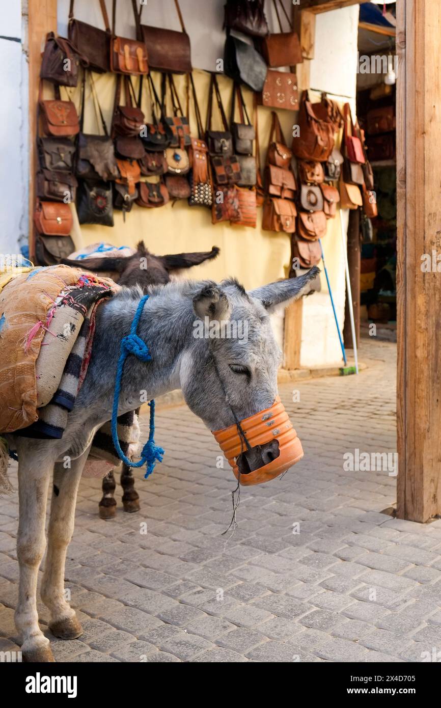 Fes, Morocco. Little burro waits to carry his cargo Stock Photo - Alamy