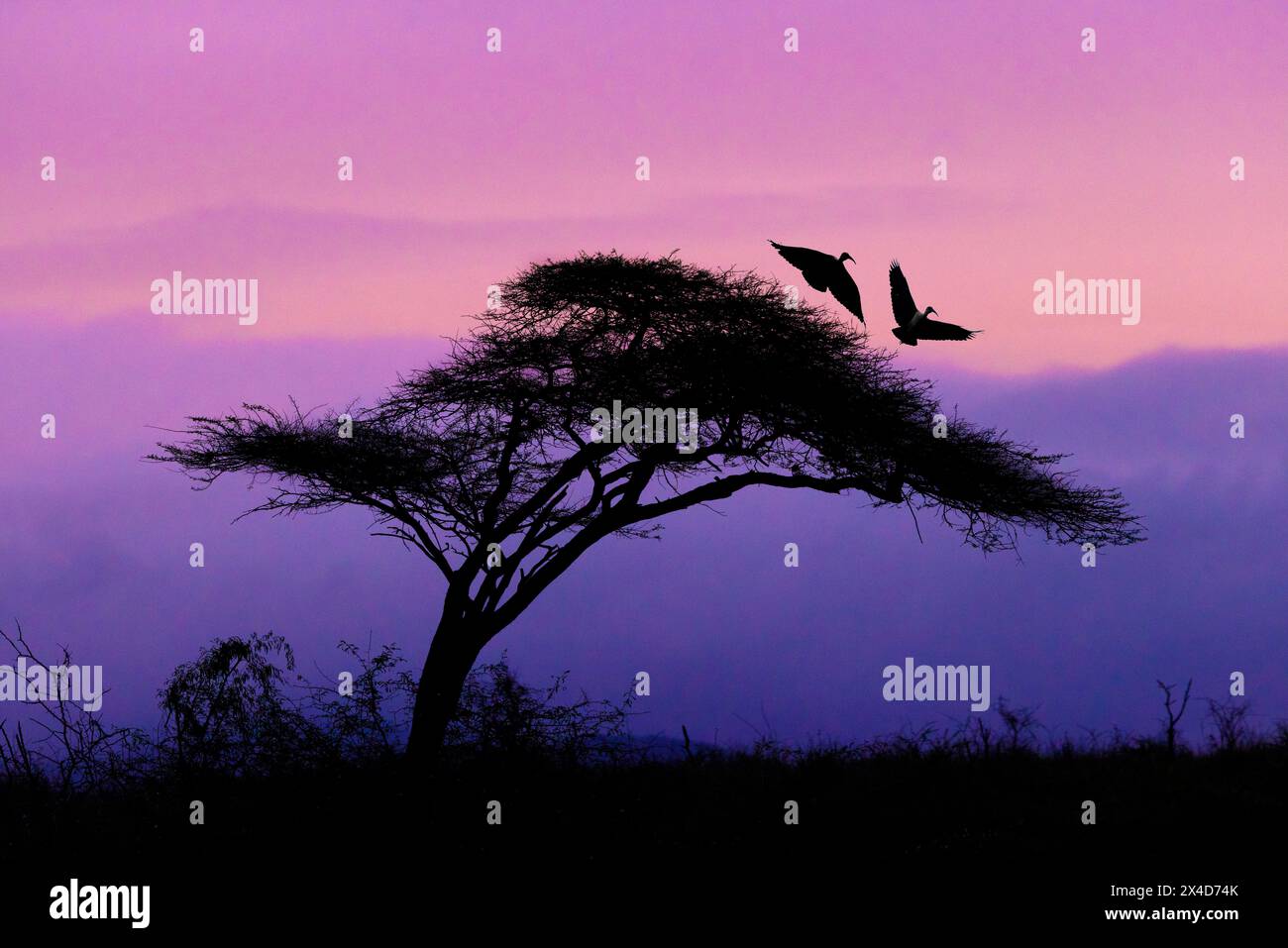 South Africa. Hadada ibis birds in flight from acacia tree at sunset ...