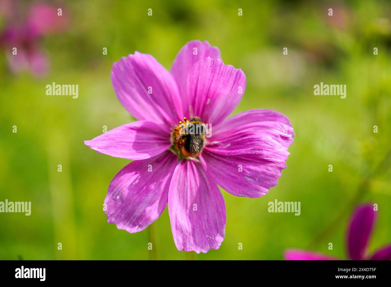 Bee pollinating a flower Stock Photo - Alamy