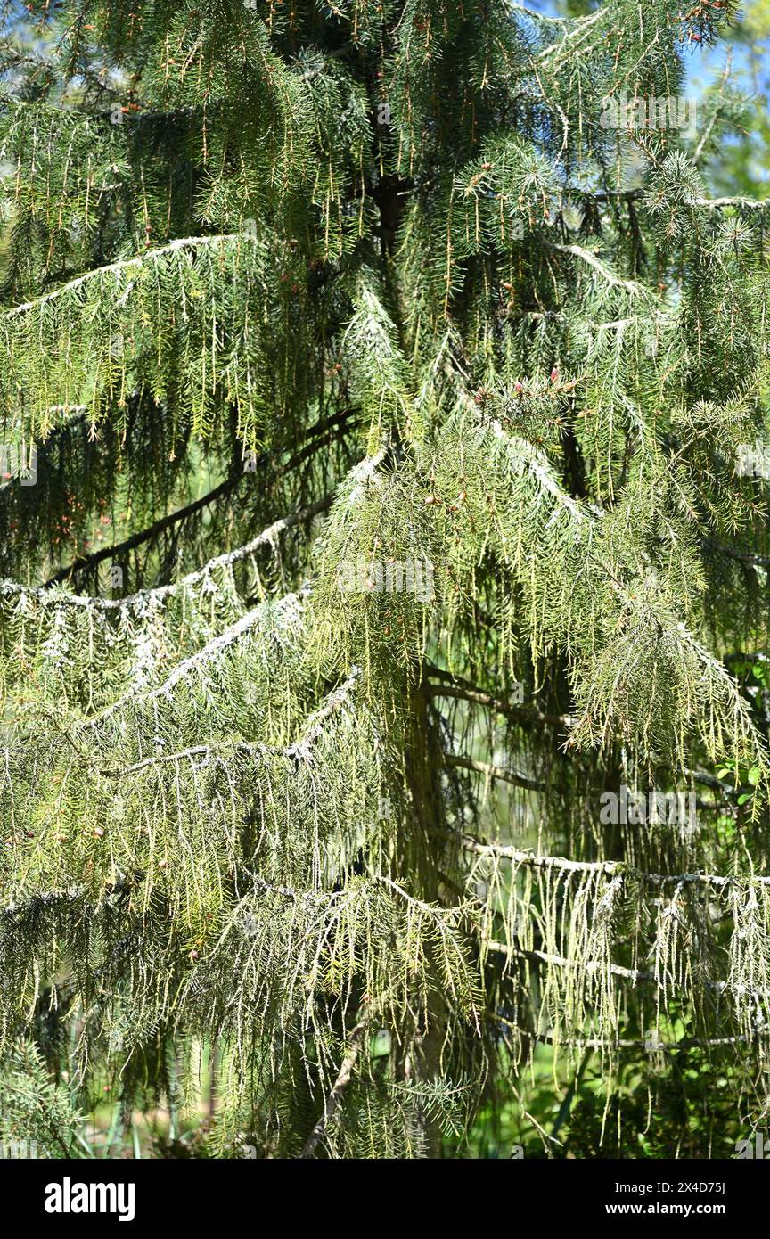 Young Picea breweriana or Brewer's Weeping Spruce tree UK April Stock ...