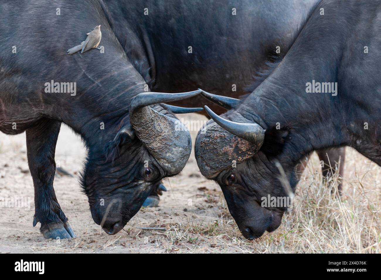 Two African buffalos, Syncerus caffer, sparring. An oxpecker, Buphagus ...