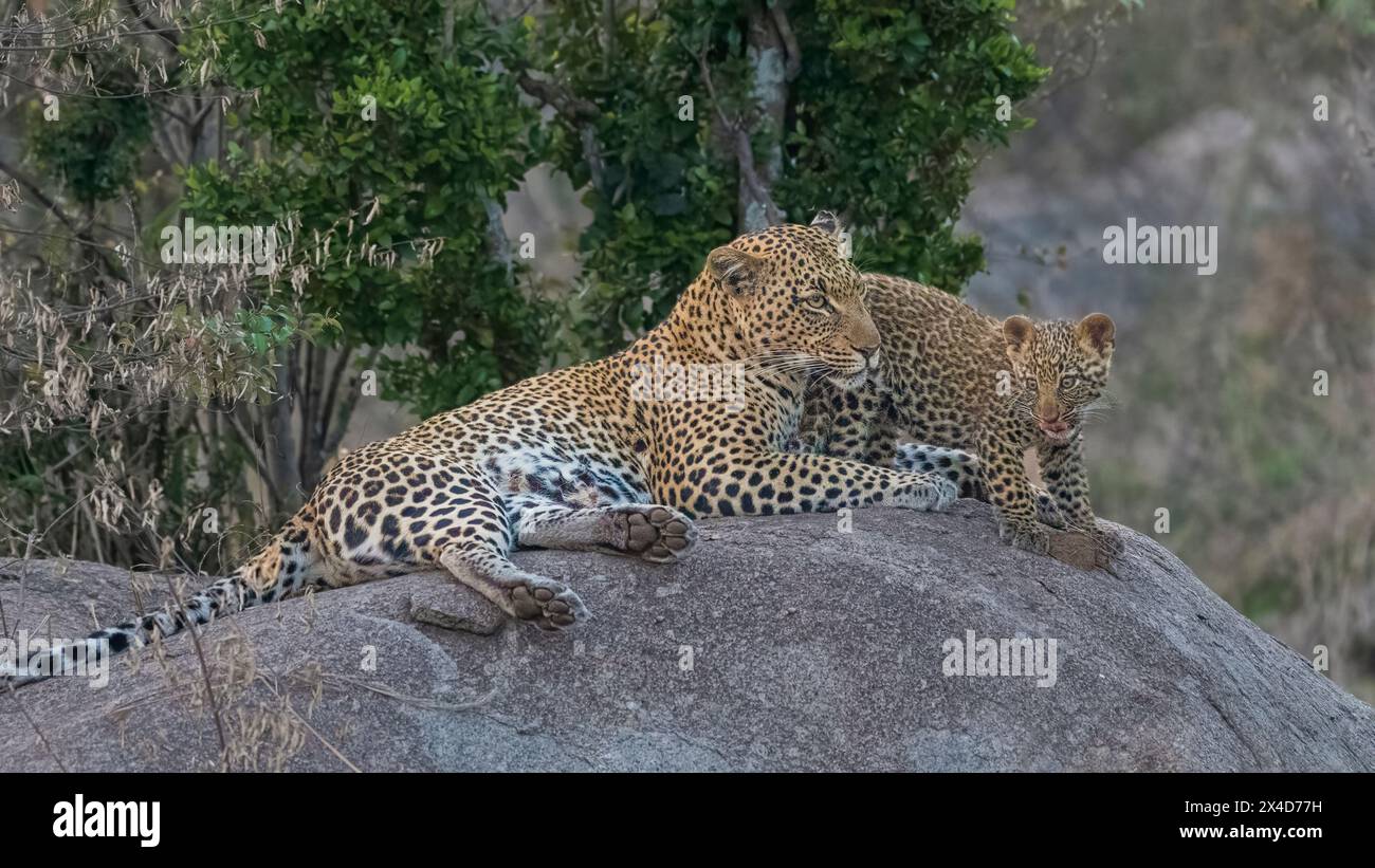 Mother leopard and her cub hi-res stock photography and images - Alamy