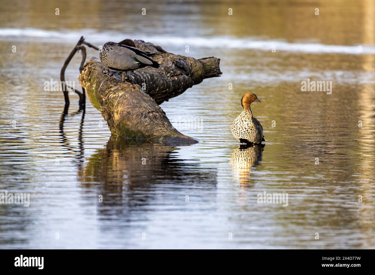A pair of Australian wood ducks, Chenonetta jubata, a dabbling duck ...