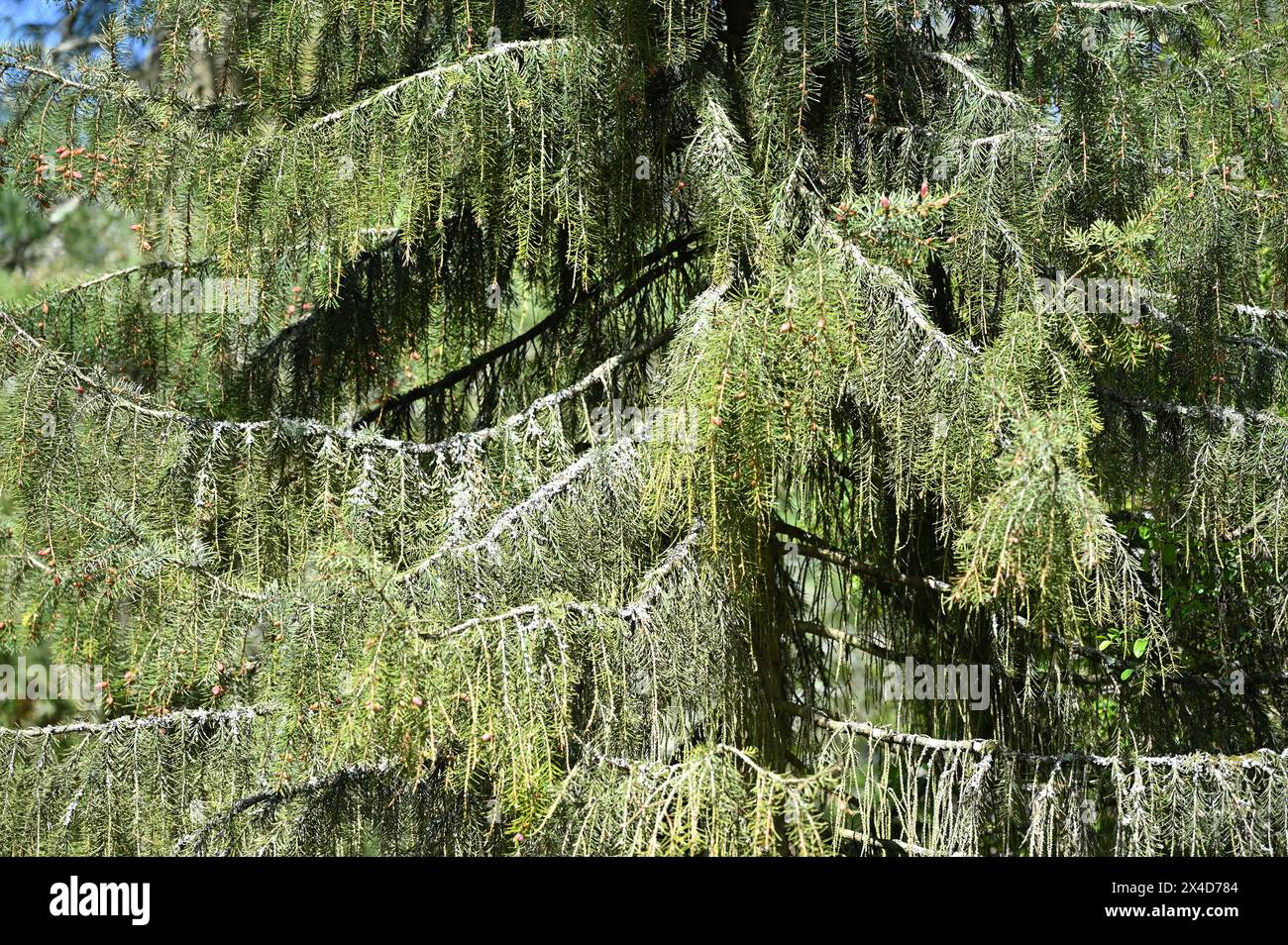 Young Picea breweriana or Brewer's Weeping Spruce tree UK April Stock ...