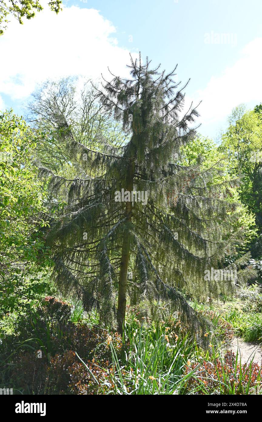Weeping spruce hi-res stock photography and images - Alamy