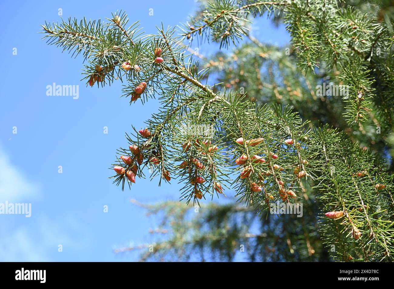 Weeping spruce hi-res stock photography and images - Alamy