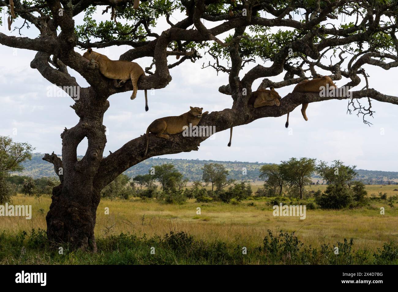 Four lionesses, Panthera leo, in a sausage tree, Kigelia Africana ...